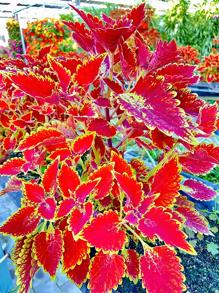 JMS Penghuo Series Coleus Seeds - Fiery Red Leaves With Golden Serrated ...