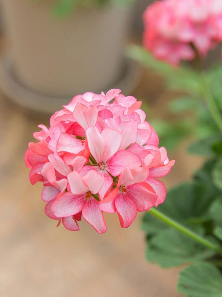 JMS Rare Water Pink Geranium Seeds - 'Tuoling' Series