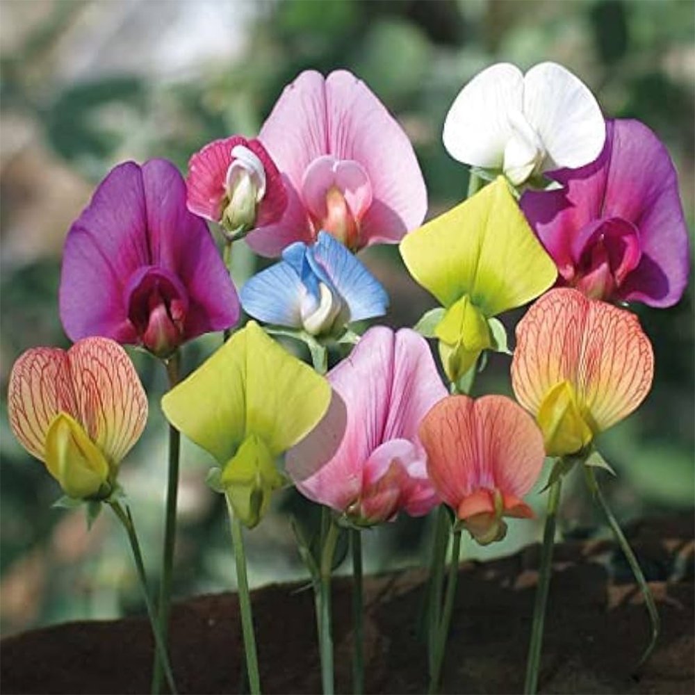 JMS Rare Lathyrus Odoratus Multicolor Mix - Yellow, Pink, Sky Blue ...