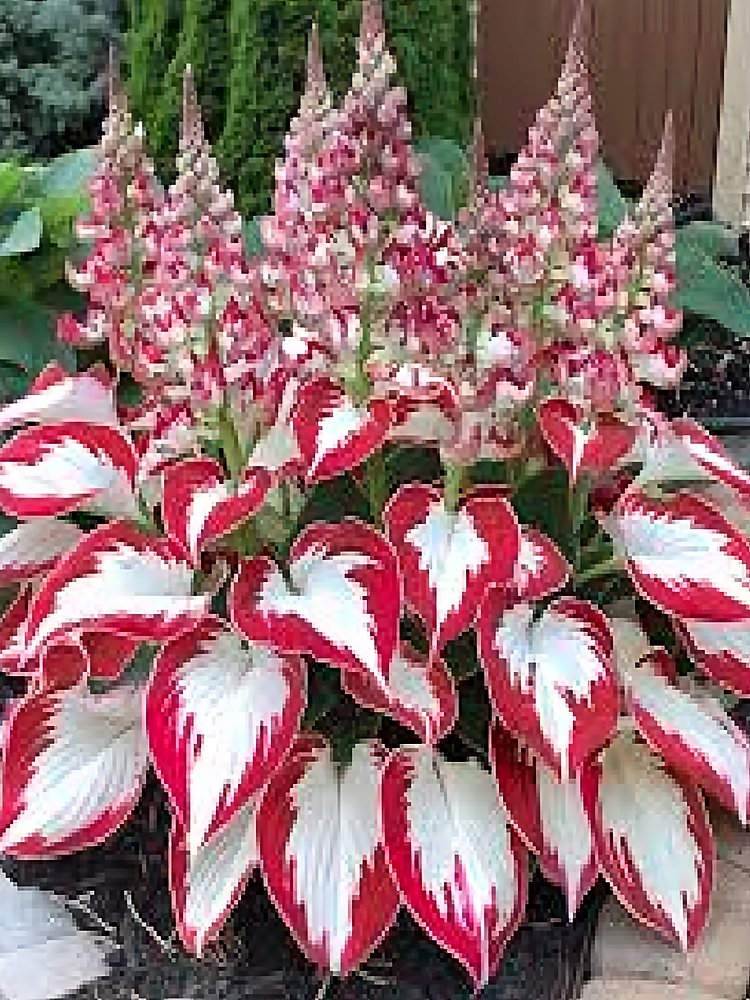 JMS Rare Hosta Seeds - White Leaves With Thick Red Edges