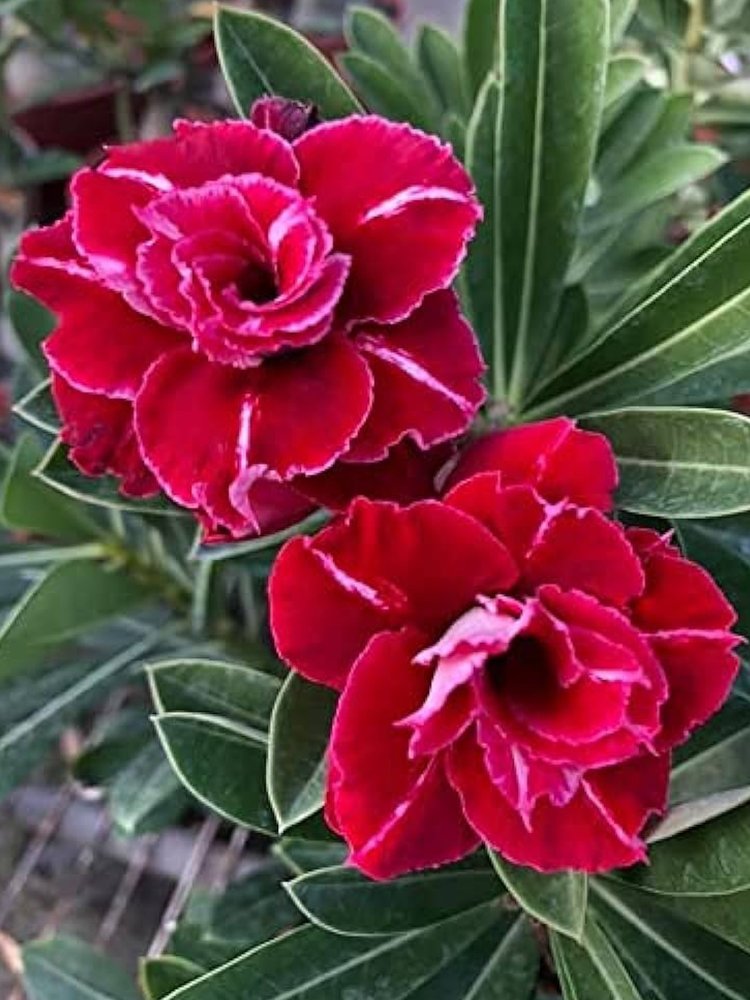 JMS Rare Adenium Seeds, Desert Rose With Large Red Petals With A White ...
