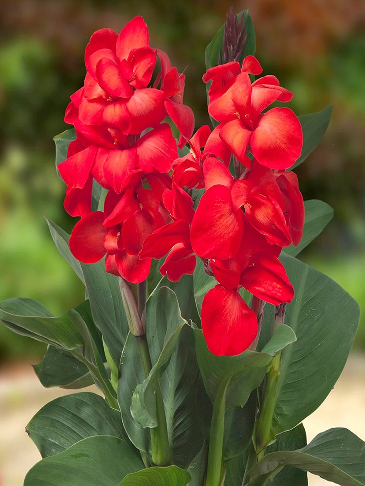 JMS Rare Canna Lily Seeds, JMS Red Blooms With Green Leaves