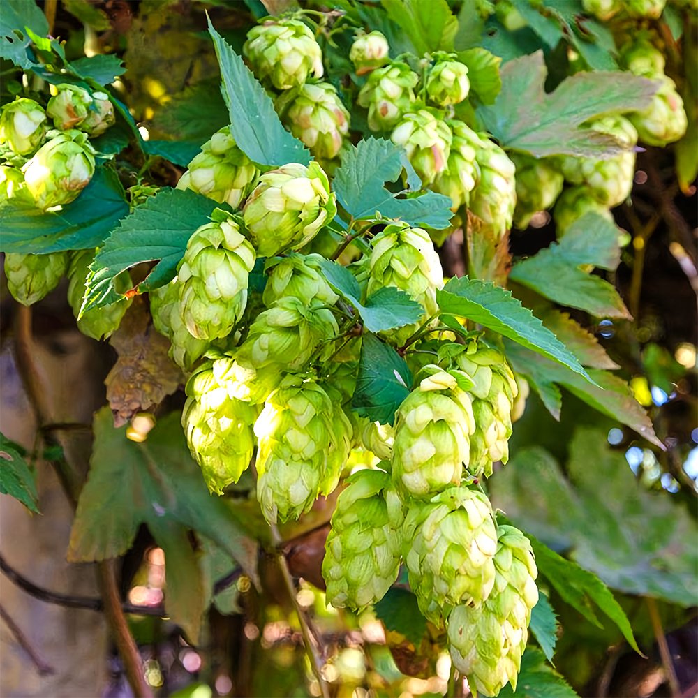 JMS Brewmaster'S Dream: 10 Seeds Of The Cascading Hops Vine