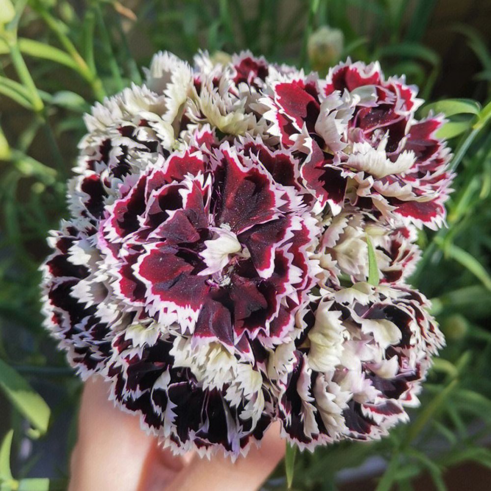 JMS 20 Seeds Of Carnation 'Black And White Minstrel' Flowers, Dianthus ...