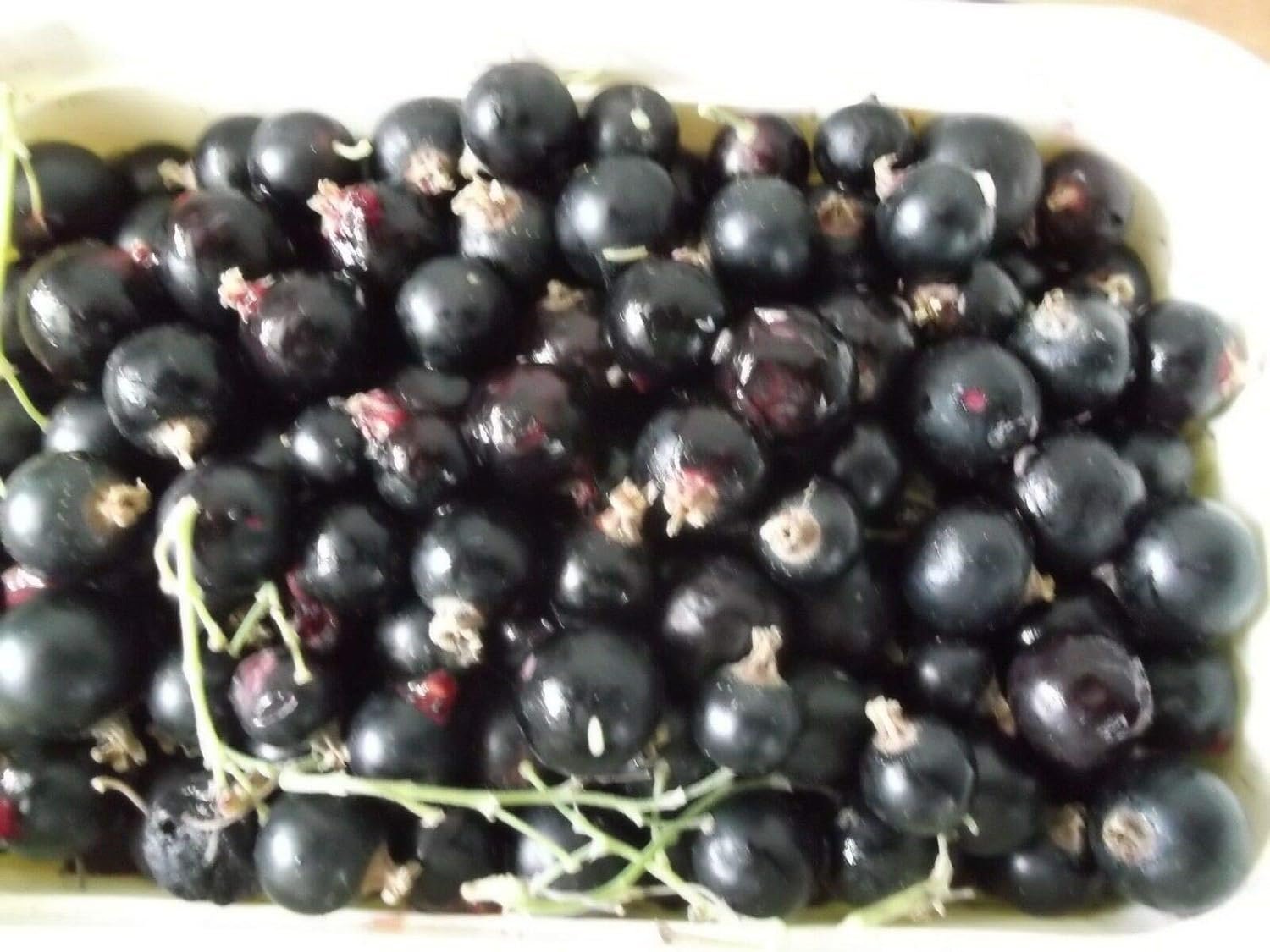 JMS 200 Black Currant Seeds