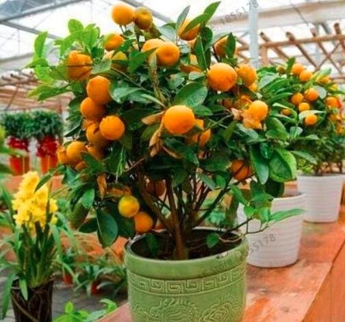 JMS Mandarin Orange Dwarf Bonsai Indoors Outdoors Fruit Tree 10Pcs ...