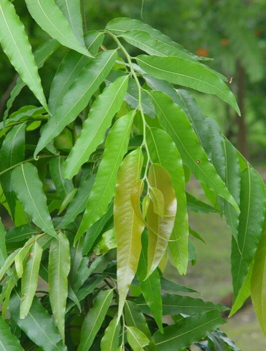 JMS 20 Polyalthia Longifolia Seeds,Ashoka Tree Seeds, Indian Mast Tree ...