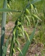 JMS 100 Hulless Oats Plant Seeds