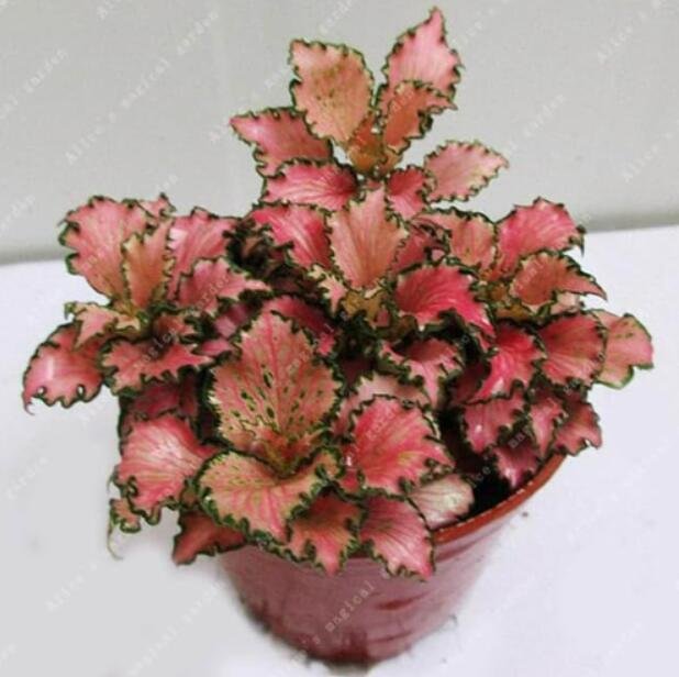 JMS Fittonia/Reticulate Grass Seeds, Light Red With Green Damask Edge
