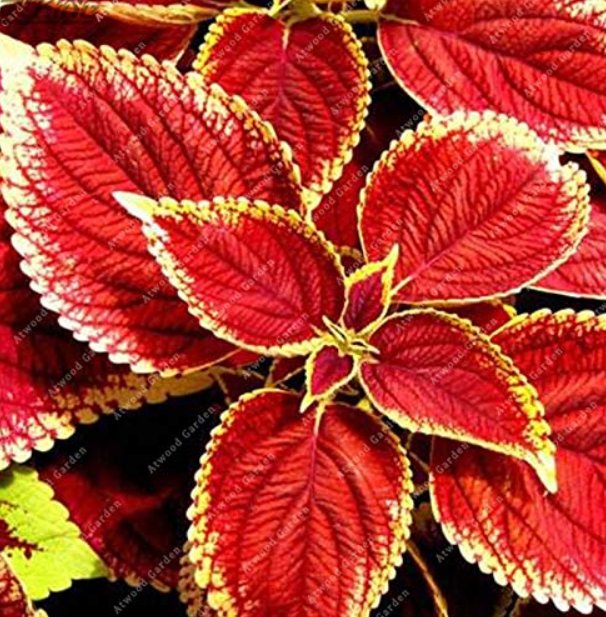JMS 100 Pcs Chinese Rare Original Natural Organic Red Coleus Bonsai Beautiful Blumei Planting Rainbo