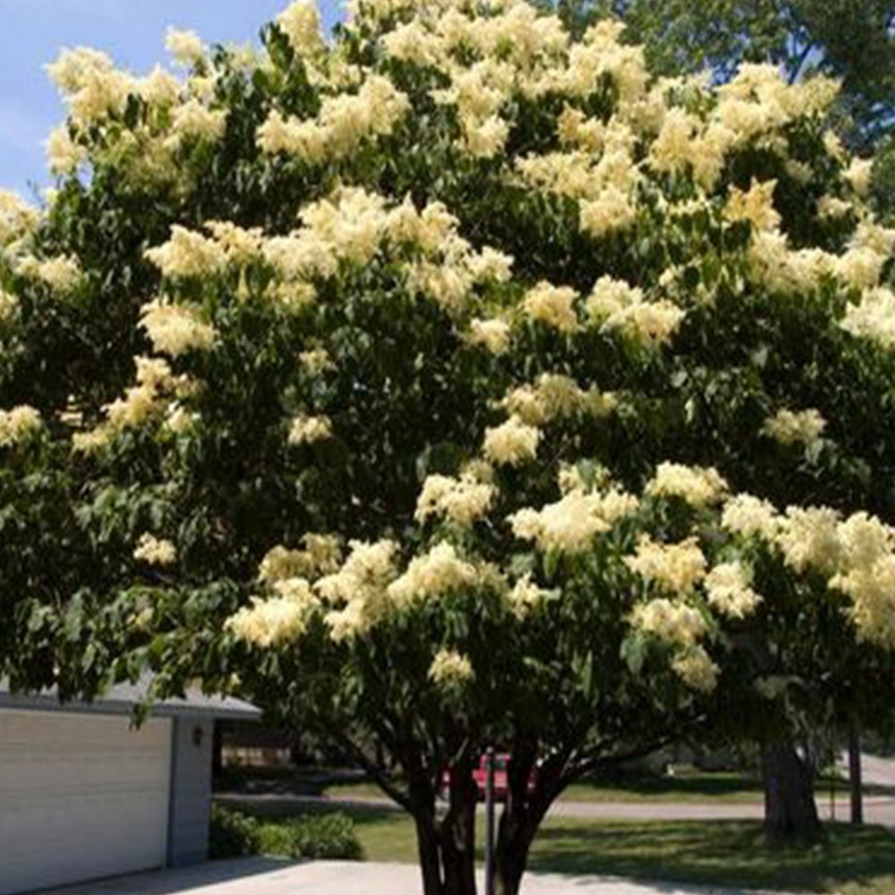 JMS Japanese Syringa Linn Tree, Yellow