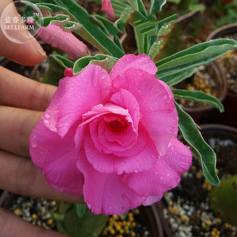 JMS 'Pretty Girl' Adenium Desert Rose, 2 Seeds, Pink Double Petals Big ...