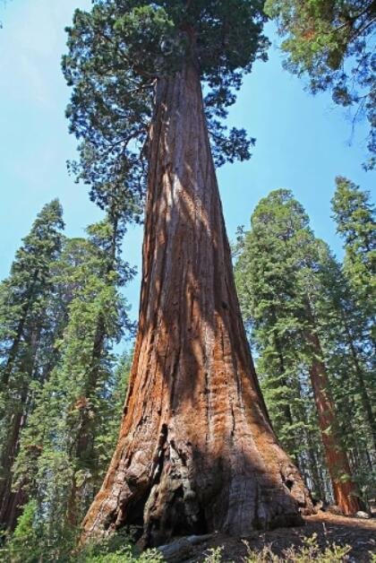 JMS Giant Sequoia Sequoia Seeds Rare Fast Growing Variety