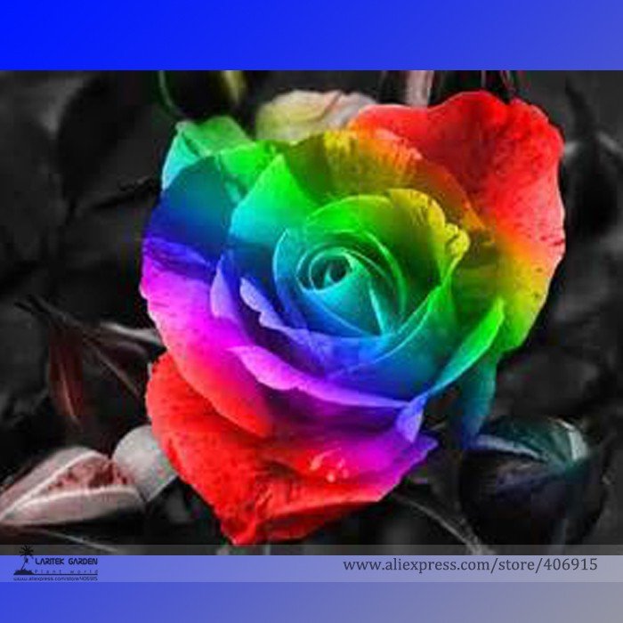 JMS The Rarest 'Rain Rainbow' Colorful Rose Seedling Flower Seeds ...
