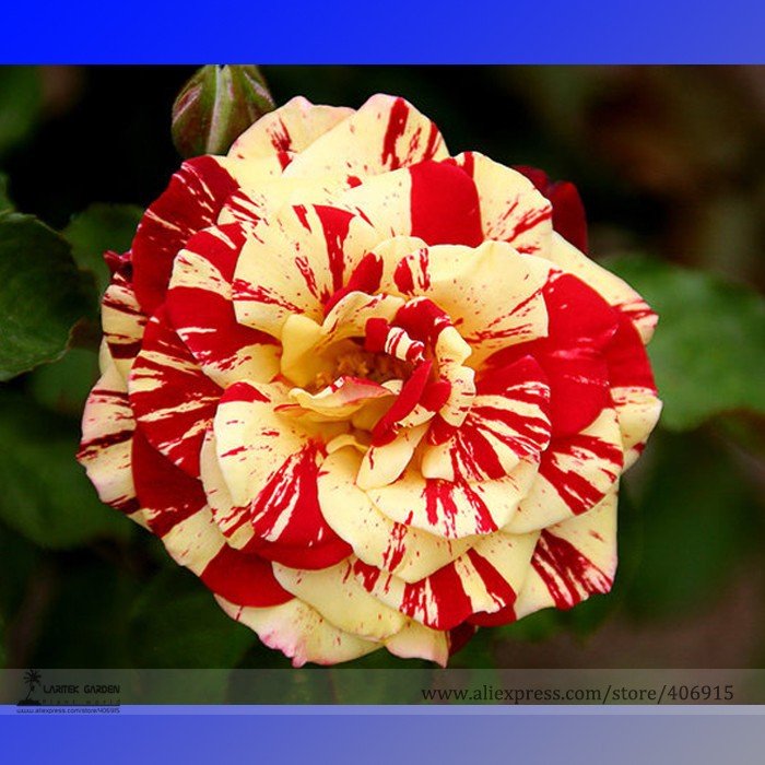 JMS Rare 'Hua Kui' Yellow Red Rose Shrub Flower Seeds, Professional ...