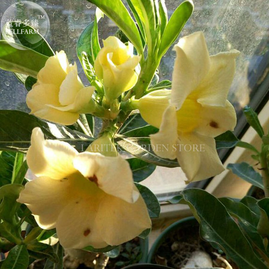 JMS Rare 'Thin Yellow Elves' Adenium Desert Rose, Professional Pack, 2 ...