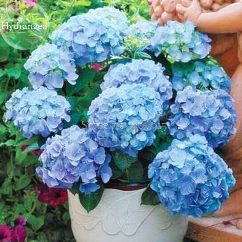 JMS Rare Blue Bonsai Hydrangea Flower Perennial Plant, 15 Seeds, Strong Interest Beautiful Hydrangea