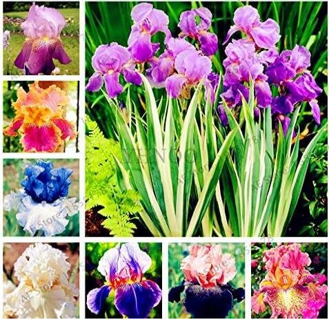 JMS Mixed Color Iris Flower Seeds