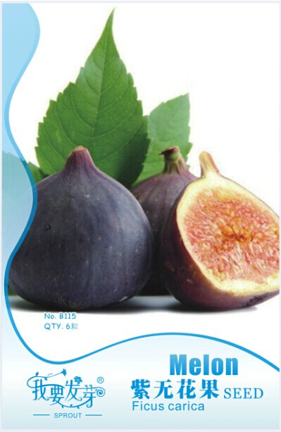 JMS 1 Original Packs, 6 Seeds / Pack, Ficus Carica L. Purple Patlican ...