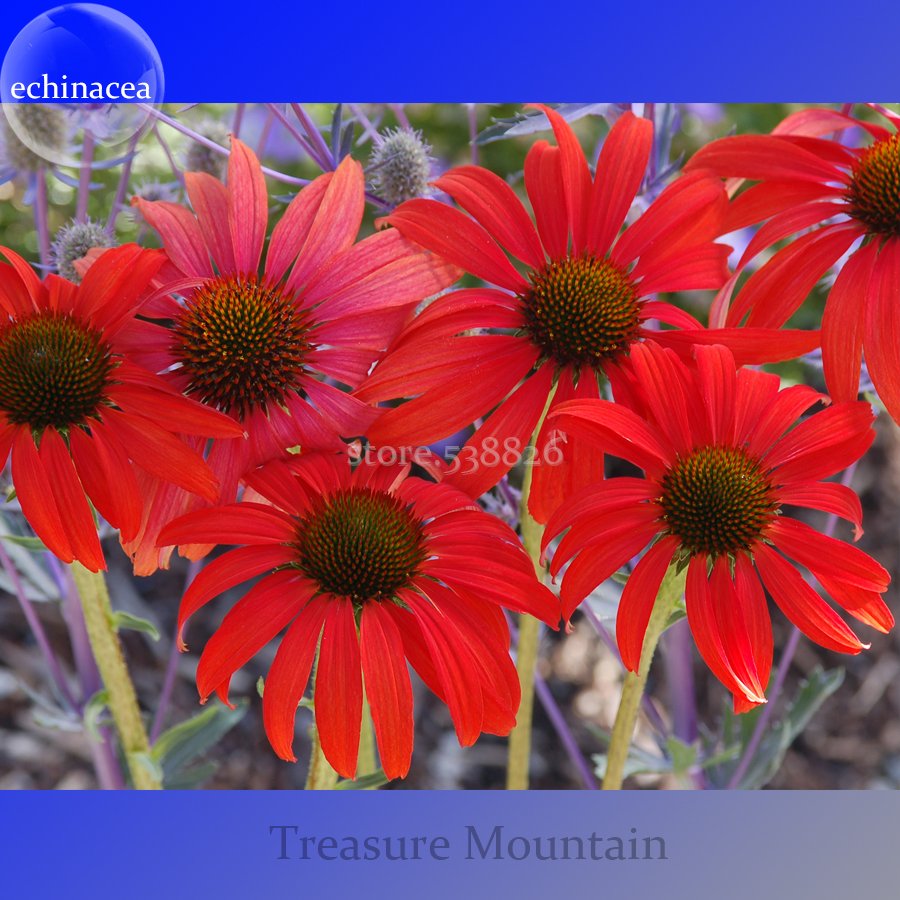 JMS Rare 'Sprite' Fire Red Echinacea, 100 Seeds, Big Petals With Small ...