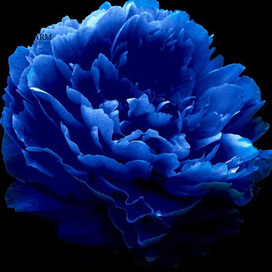 JMS Rare 'Luo Yang' Dark Blue Tree Peony Flower Bonsai, 5 Seeds, New ...
