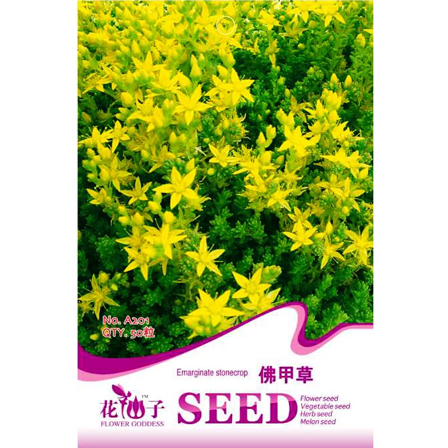JMS Rare Aizoon Stonecrop Sedum Seeds, Original Pack, 50 Seeds / Pack ...
