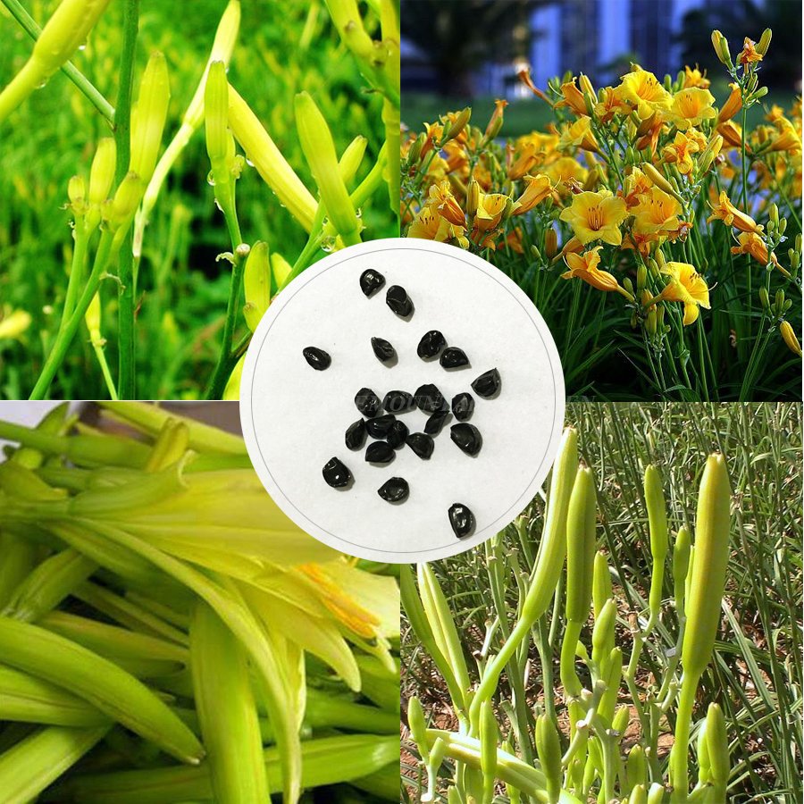 JMS Day Lily Flower Vegetables Seeds, 20 Seeds, Original Pack, Tasty ...