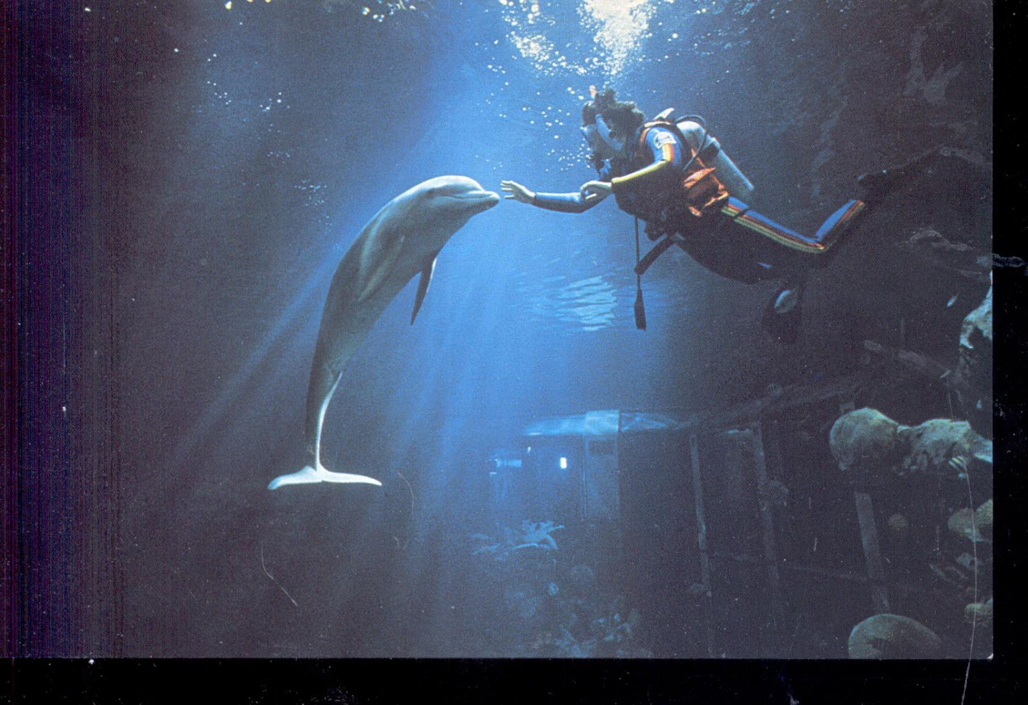 Walt Disney World Epcot Center- Divers in the Deep- Postcard- (# 94)