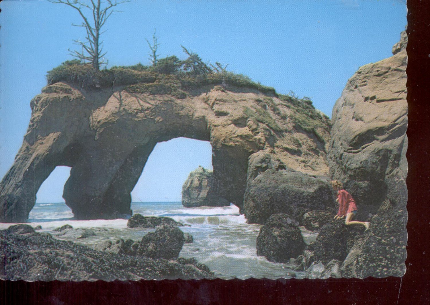 Elephant Roack. Washington Seacoast Postcard (# 733)