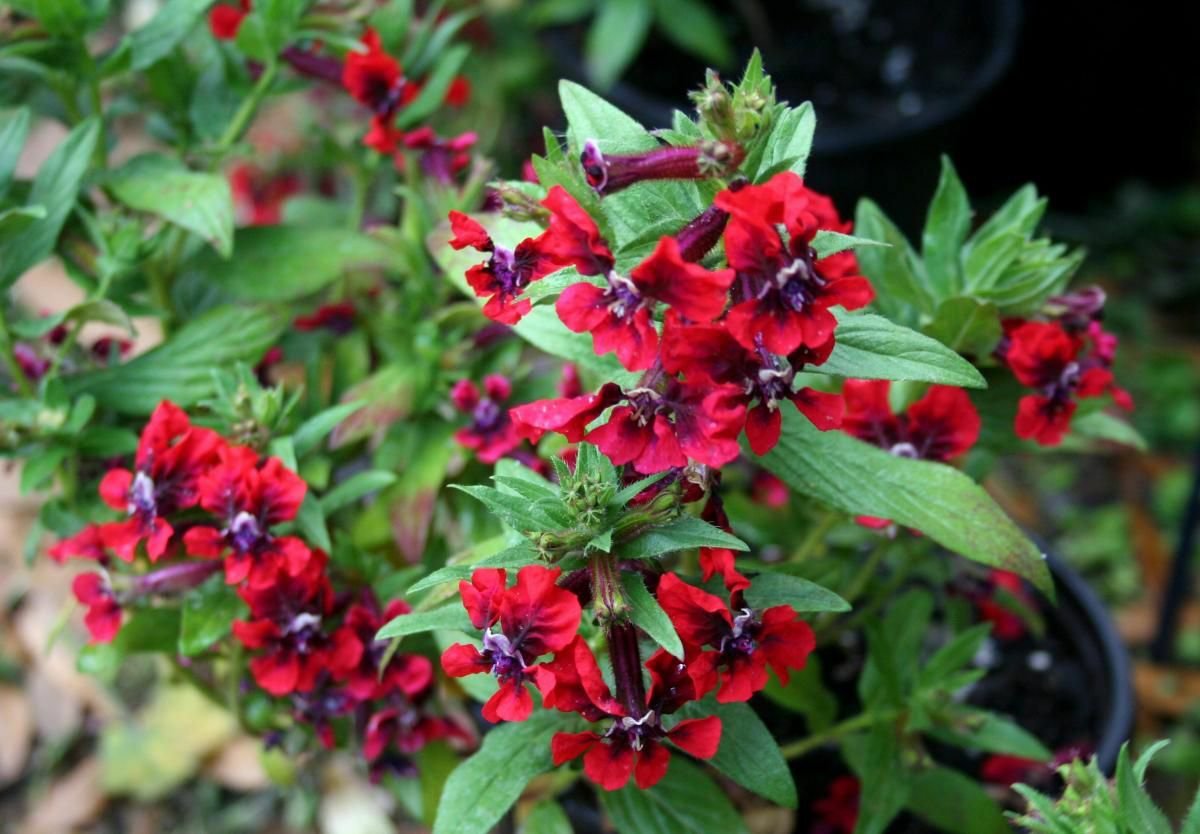 KIMIZA - 15+ CUPHEA SCARLET RED CIGAR PLANT FLOWER SEEDS PERENNIAL