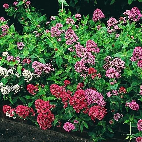 KIMIZA - 40+ JUPITER'S BEARD FLOWER SEEDS /RED,WHITE/PURPLE / PERENNIAL