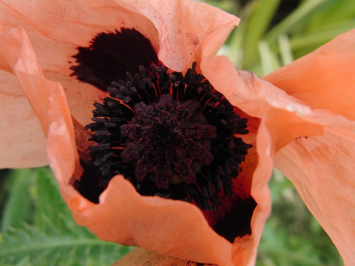 KIMIZA - 40+ CORAL REEF POPPY FLOWER SEEDS / PERENNIAL / PAPAVER ORIENTALE