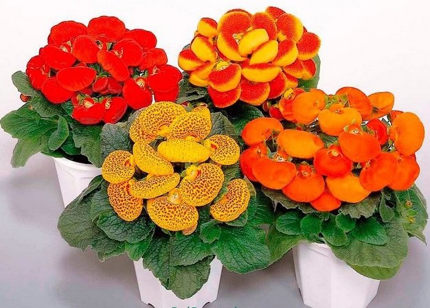 KIMIZA - 25+ Calceolaria Dainty Mix Flower Seeds / PERENNIAL / LONG LASTING