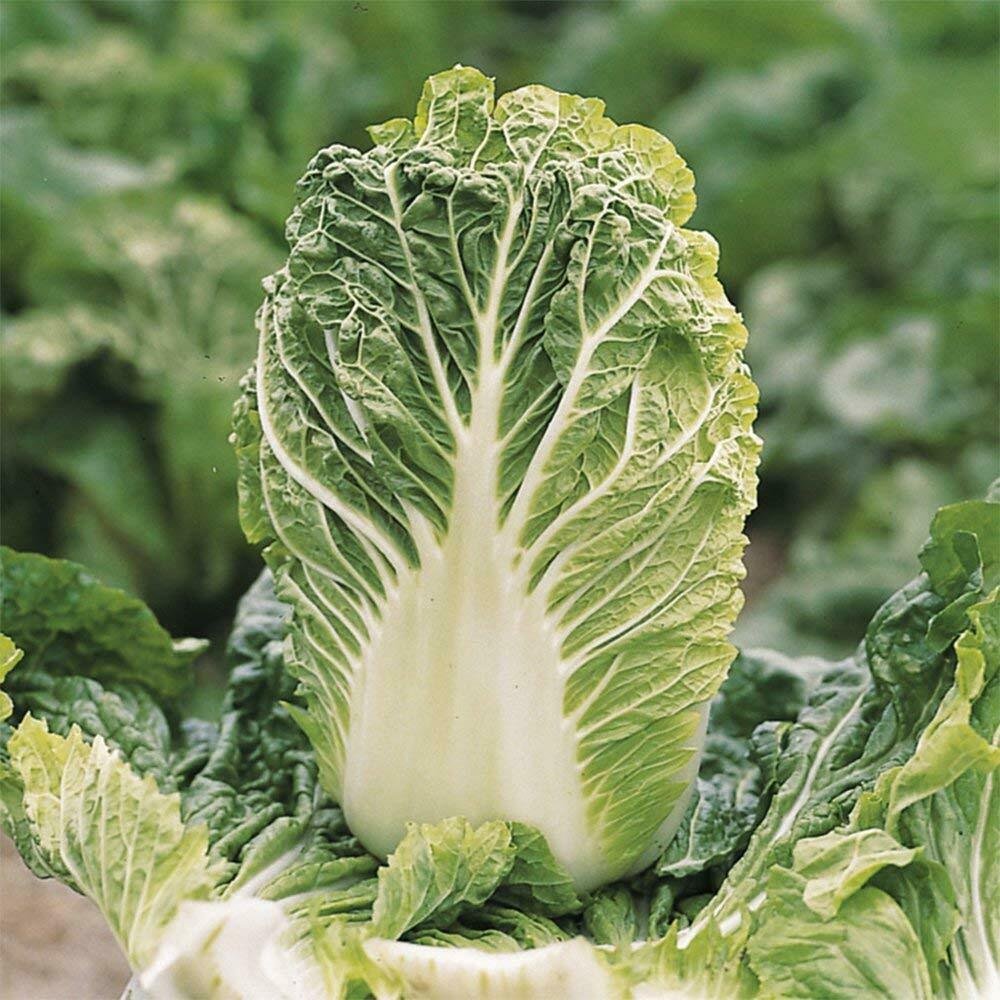 CHINESE CABBAGE Mini Head F1 50 Seeds