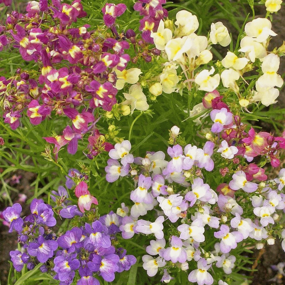 TOADFLAX Linaria Fairy Bouquet Mix 500 Seeds