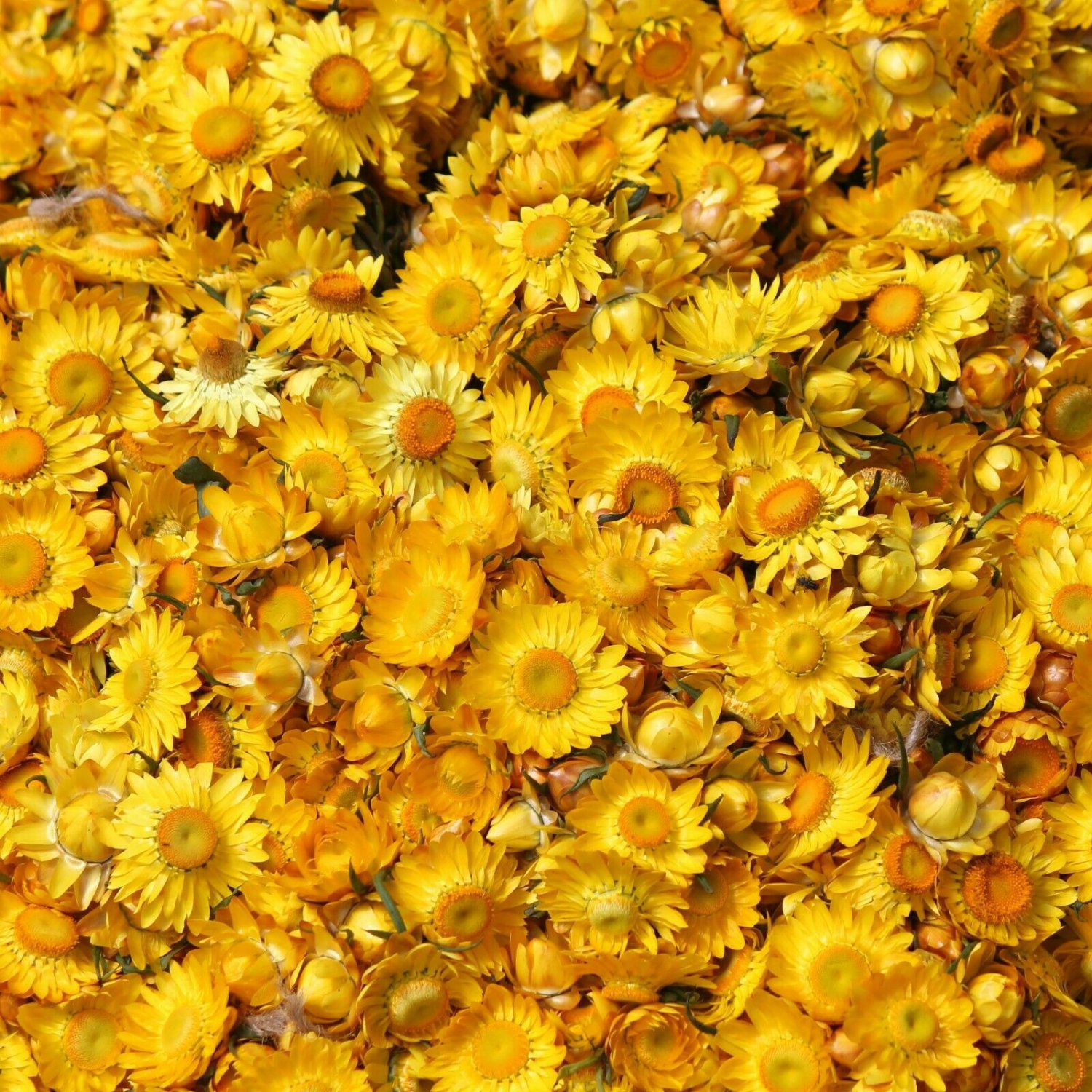 EVERLASTING DAISY GOLDEN YELLOW 120 Seeds