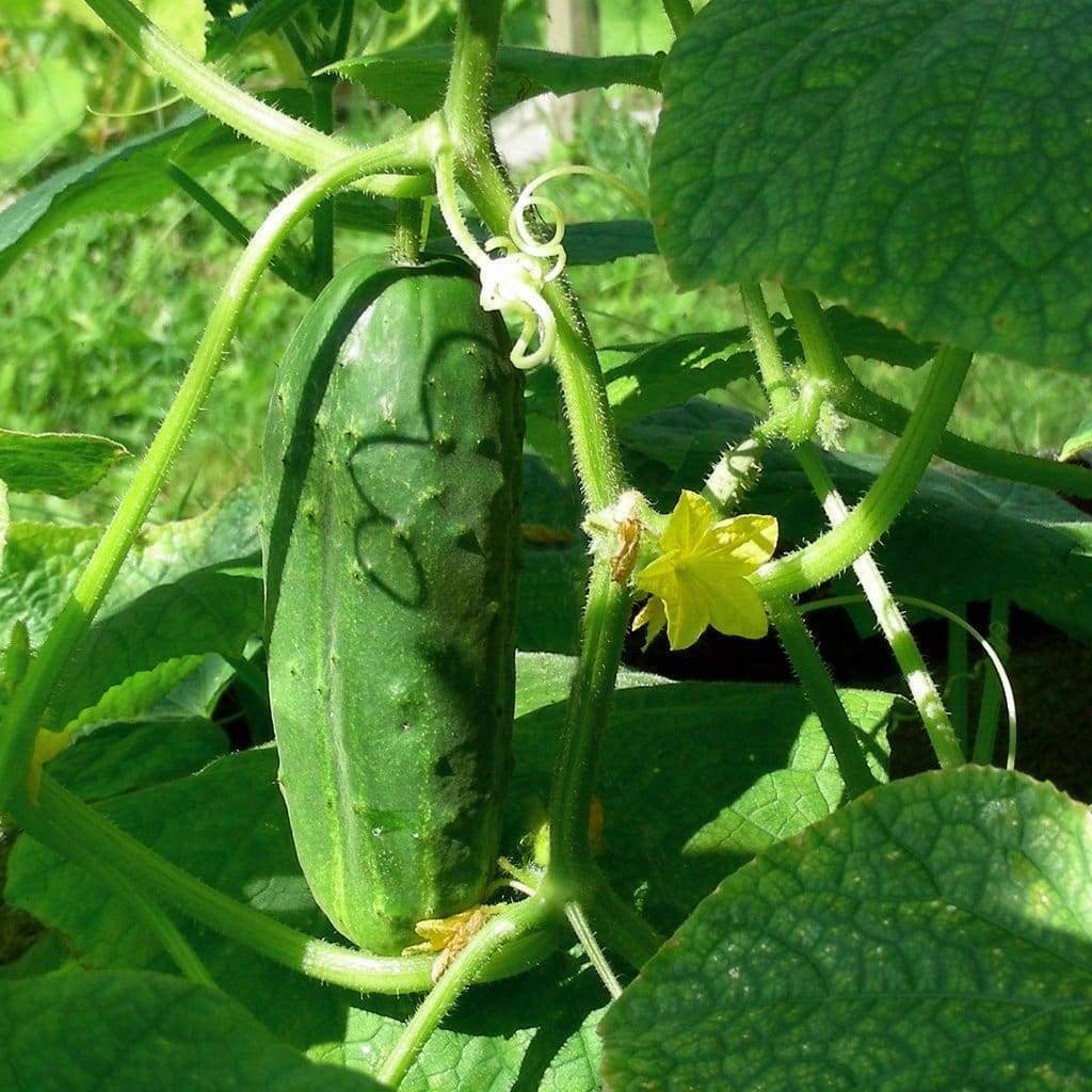 CUCUMBER SPACEMASTER 15 Seeds