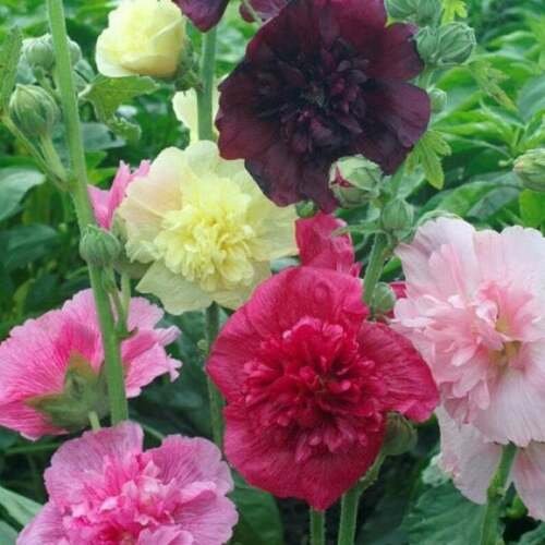 Dwarf Queen Hollyhock 25 Seeds