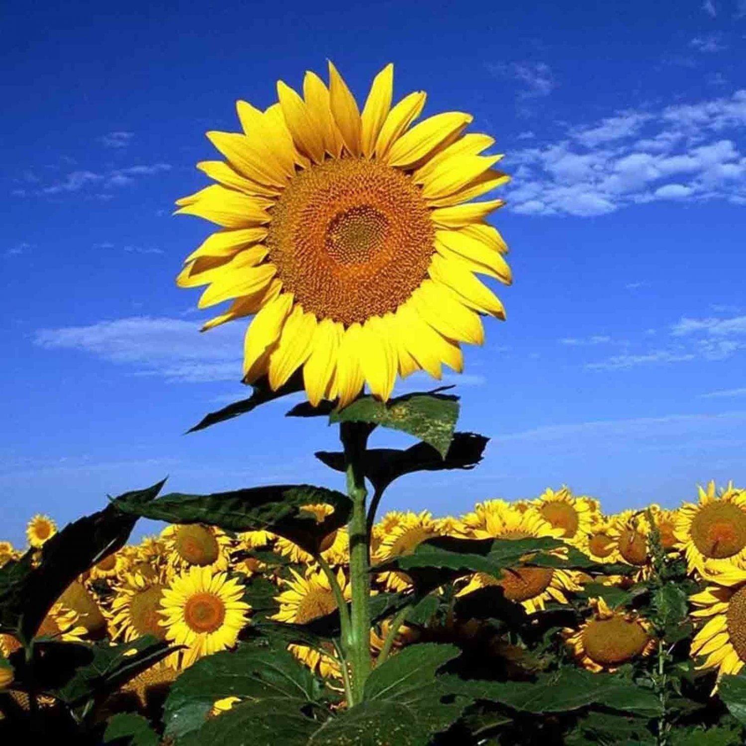 STRIPED SUPER TALL RARE SUNFLOWER 30 SEEDS