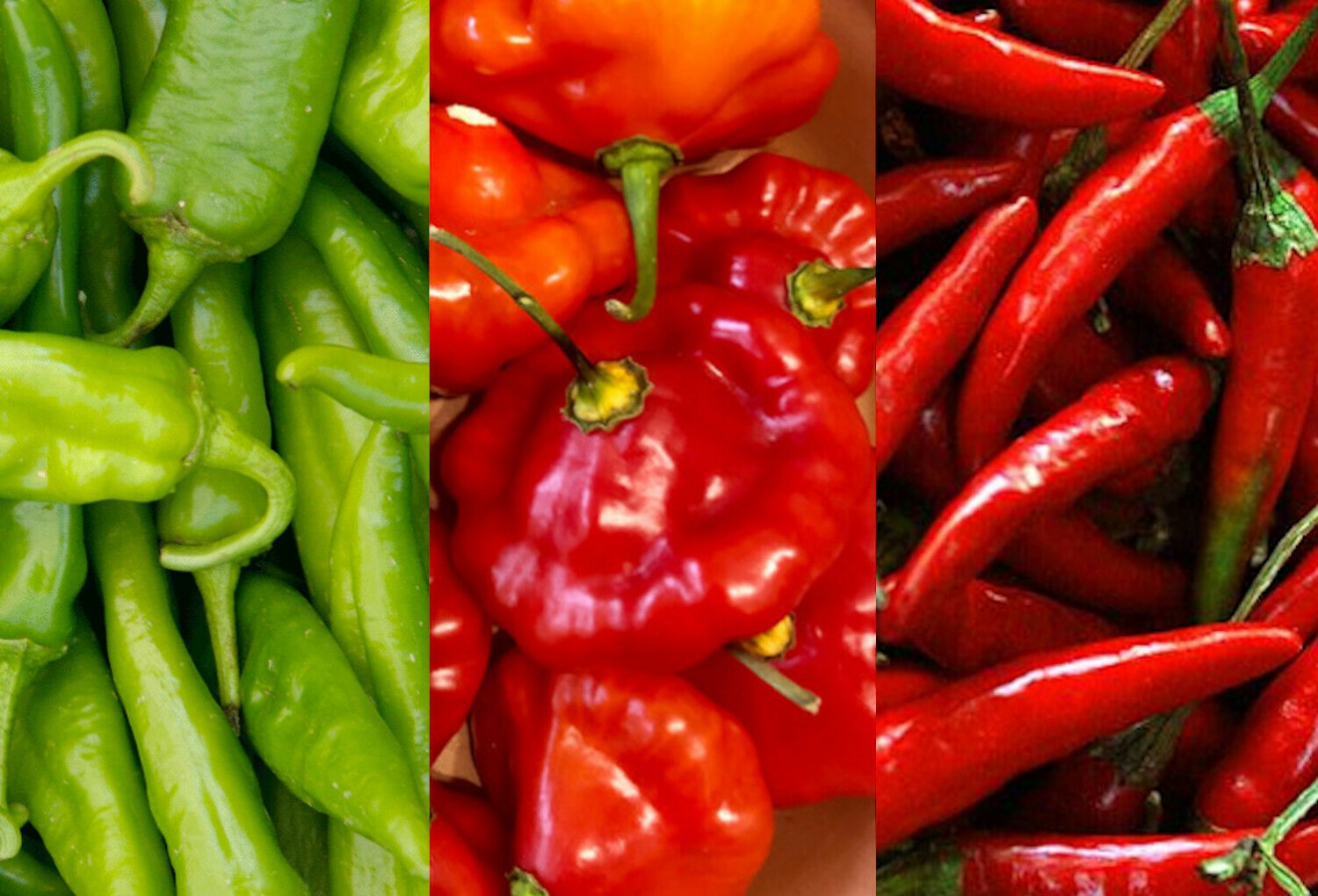 PUERTO RICAN PIMIENTO DE COCINAR 20 Seeds