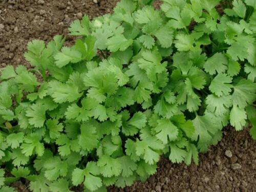Cilantro/Coriander Leaves Chinese parsley 100 Seeds