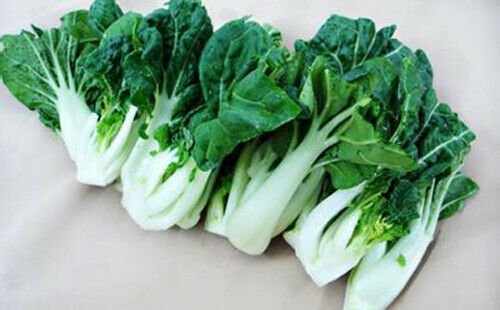 Canton pak choi Chinese Cabbage 200 Seeds
