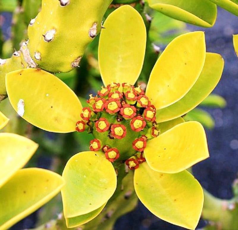 Euphorbia neriifolia 10 Seeds