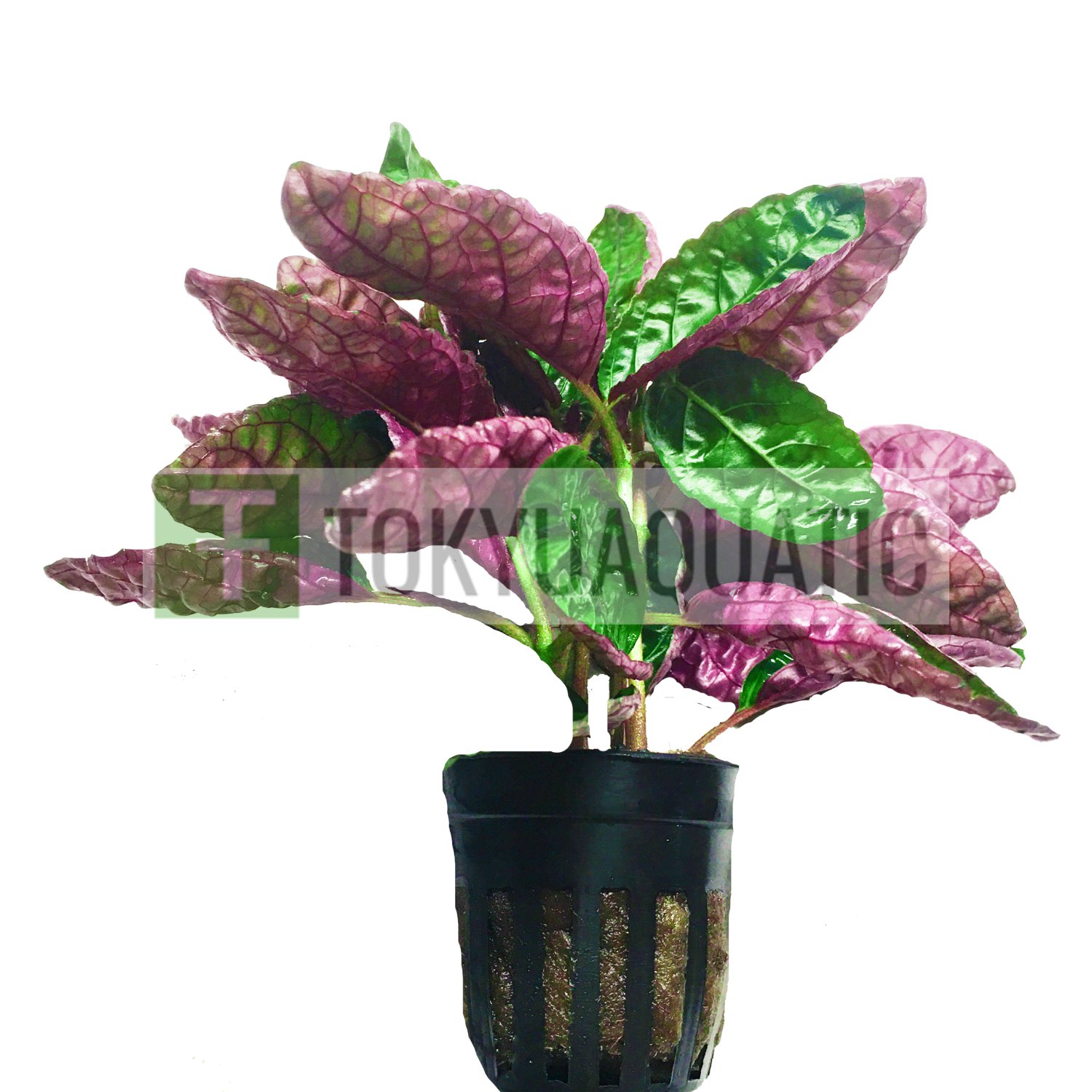 Hemigraphis Colorata Tropical Freshwater Live Aquarium Plant Decoration ...