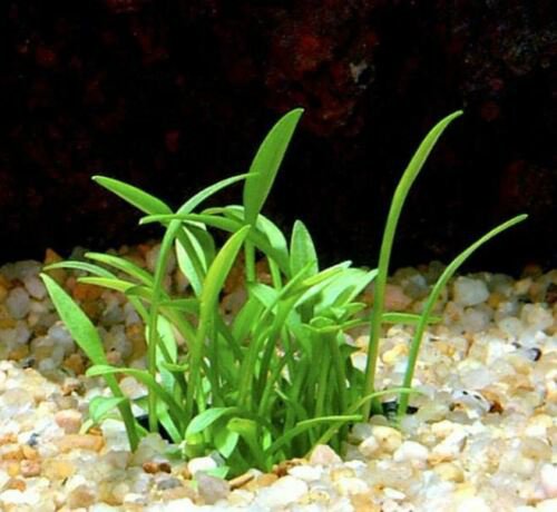 Cryptocoryne Parva Tissue Culture Crypt Freshwater Live Aquarium Plant ...