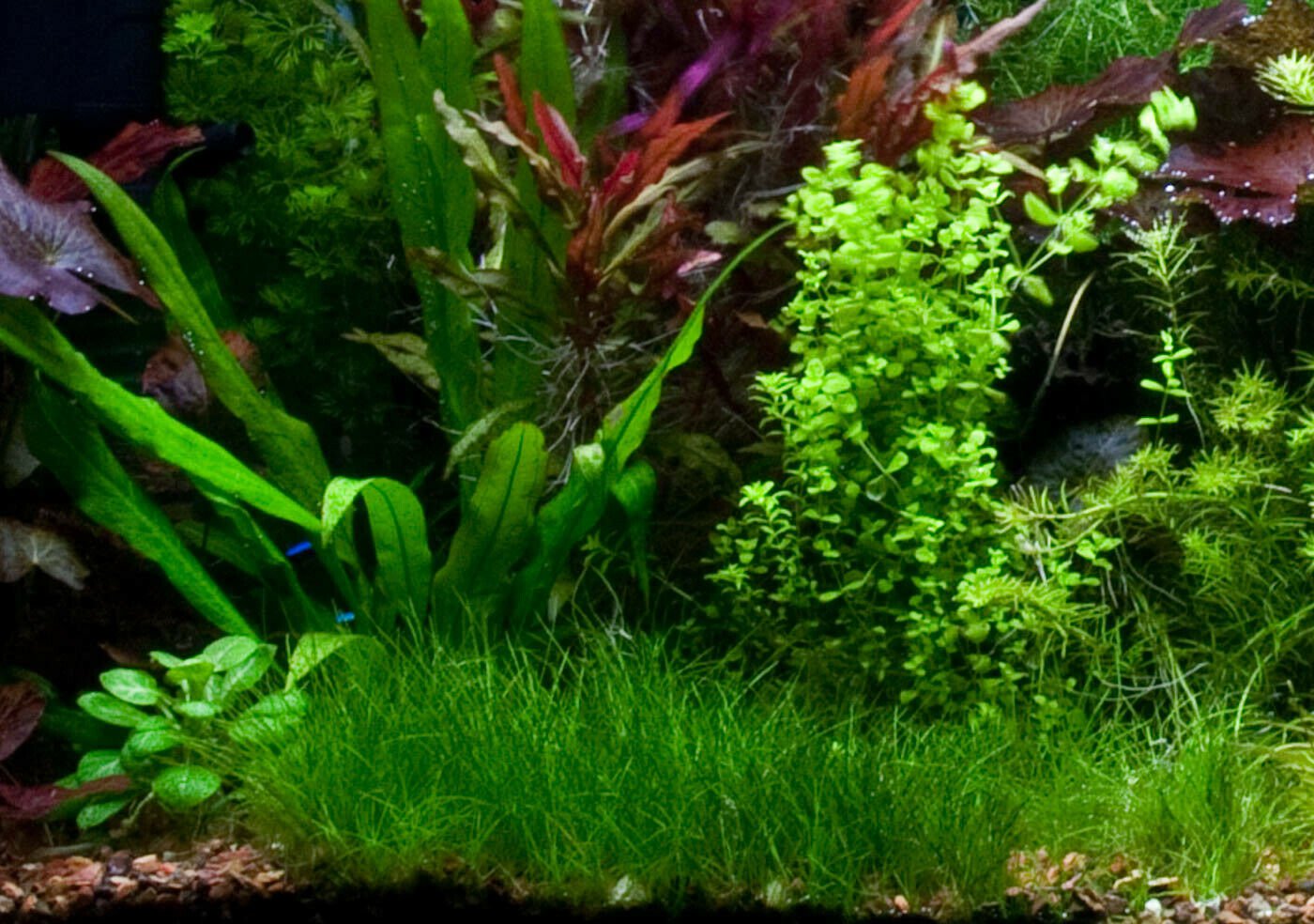 Dwarf Hair Grass Eleocharis Parvula Clumps Aquarium Plants