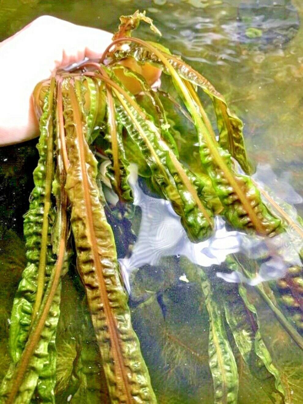 Cryptocoryne Balansae Crypt Balansae Easy Live Aquarium Plants