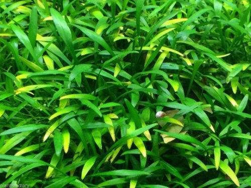 Cryptocoryne Parva Pots Aquatic Plants Crypt Parva Easy Live Aquarium ...
