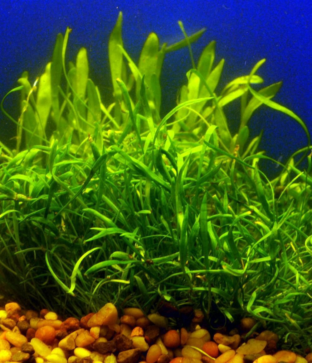 Micro Sword Liaeopsis Brasiliensis Aquarium Plants