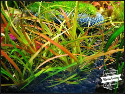 Juncus Repens Bare Root Creeping Rush Tropica Live Aquarium Plants